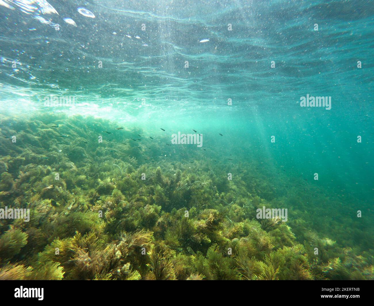 Marine vegetation hi-res stock photography and images - Alamy