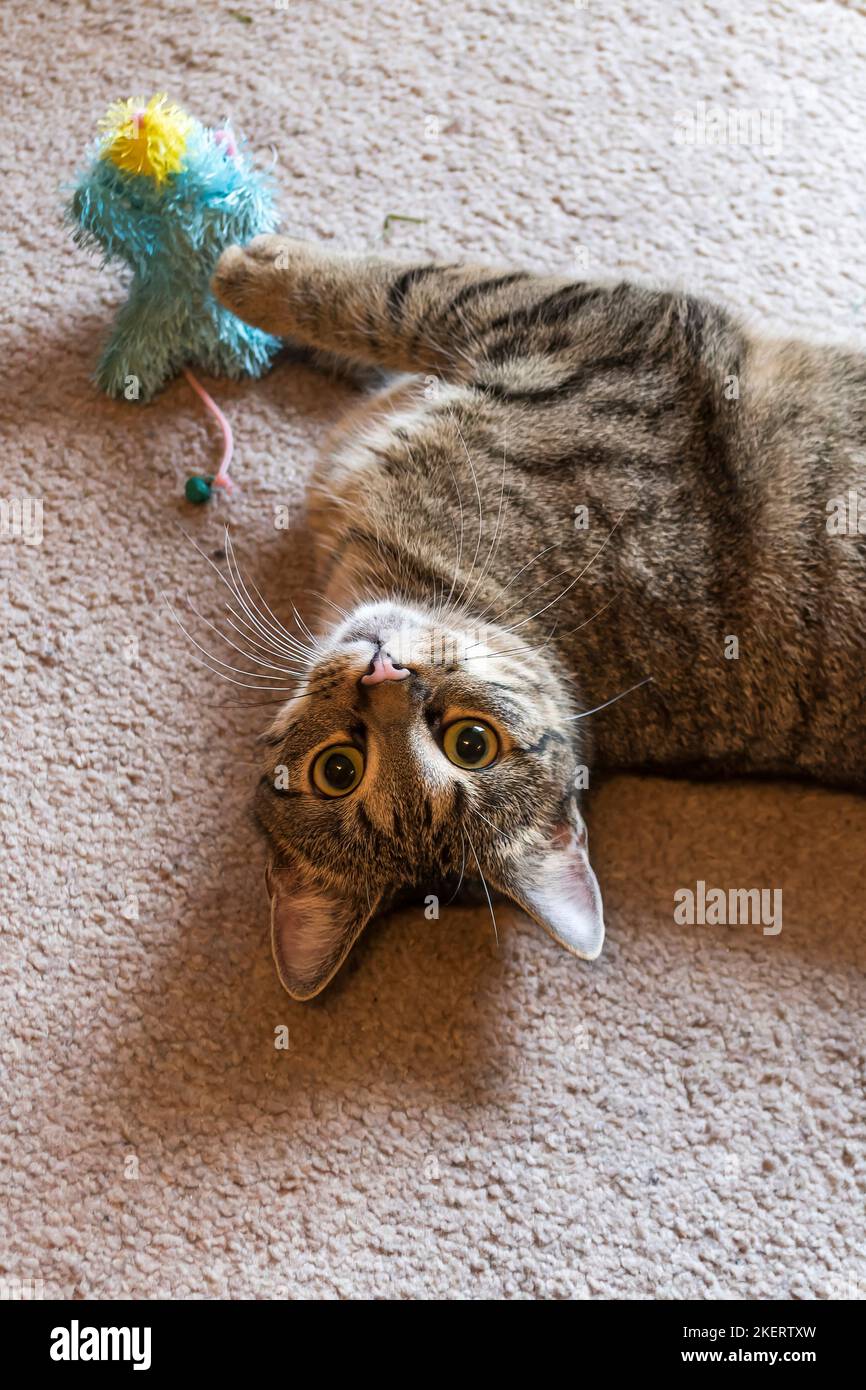 Animal portrait house cat playing hi-res stock photography and images ...