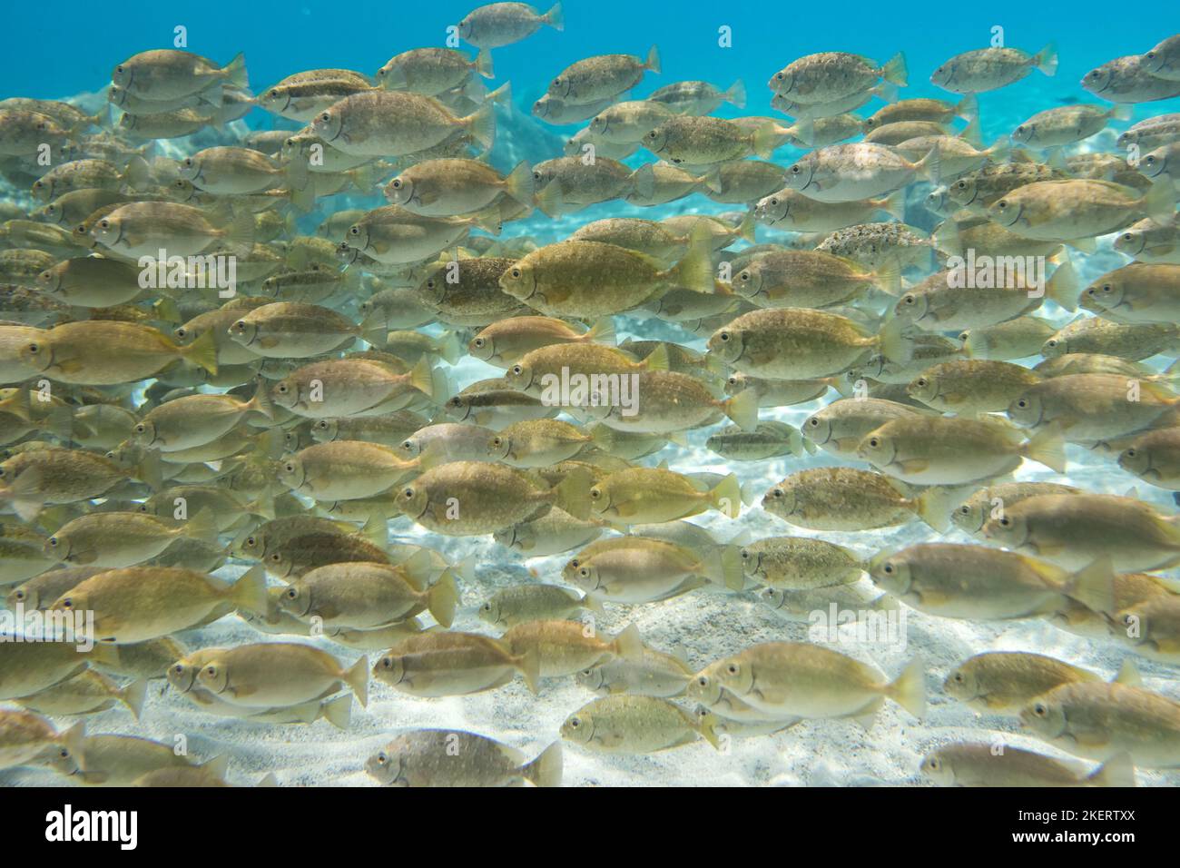 Flock of Mediterranean fish swimming over sea coral reef, on Crete ...