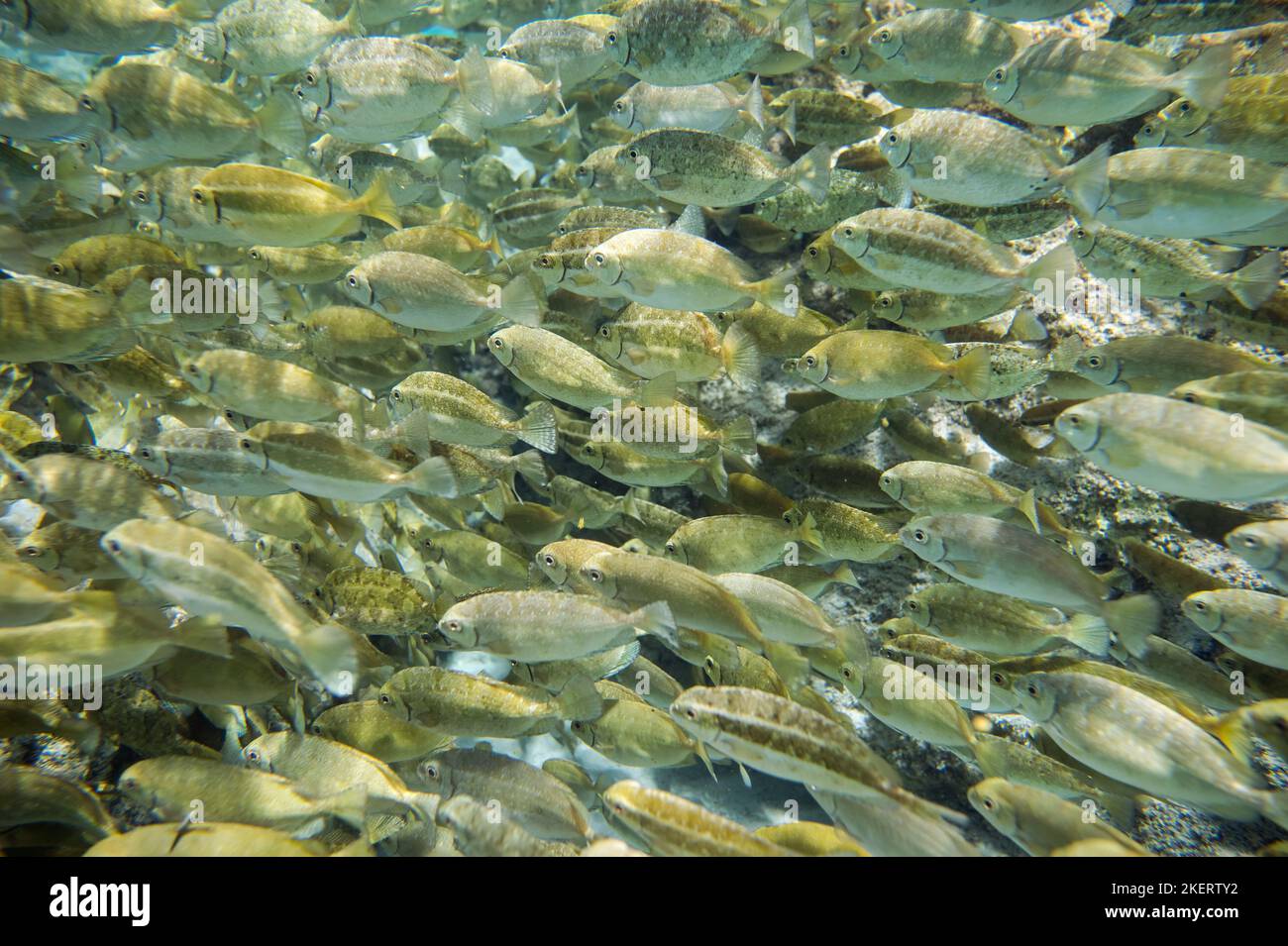 Flock of Mediterranean fish swimming over sea coral reef, on Crete ...