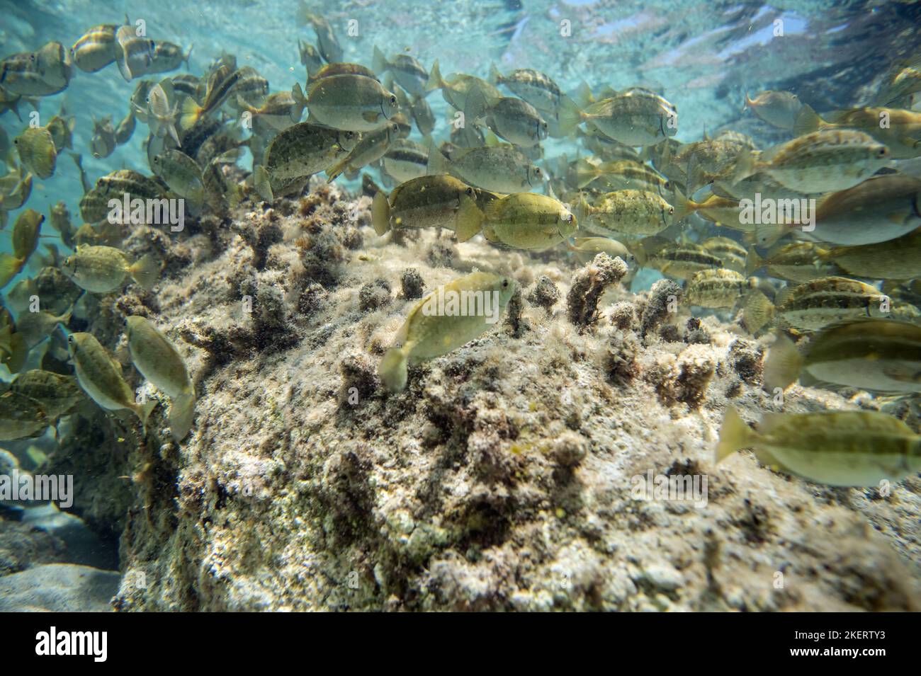 Flock of Mediterranean fish swimming over sea coral reef, on Crete ...