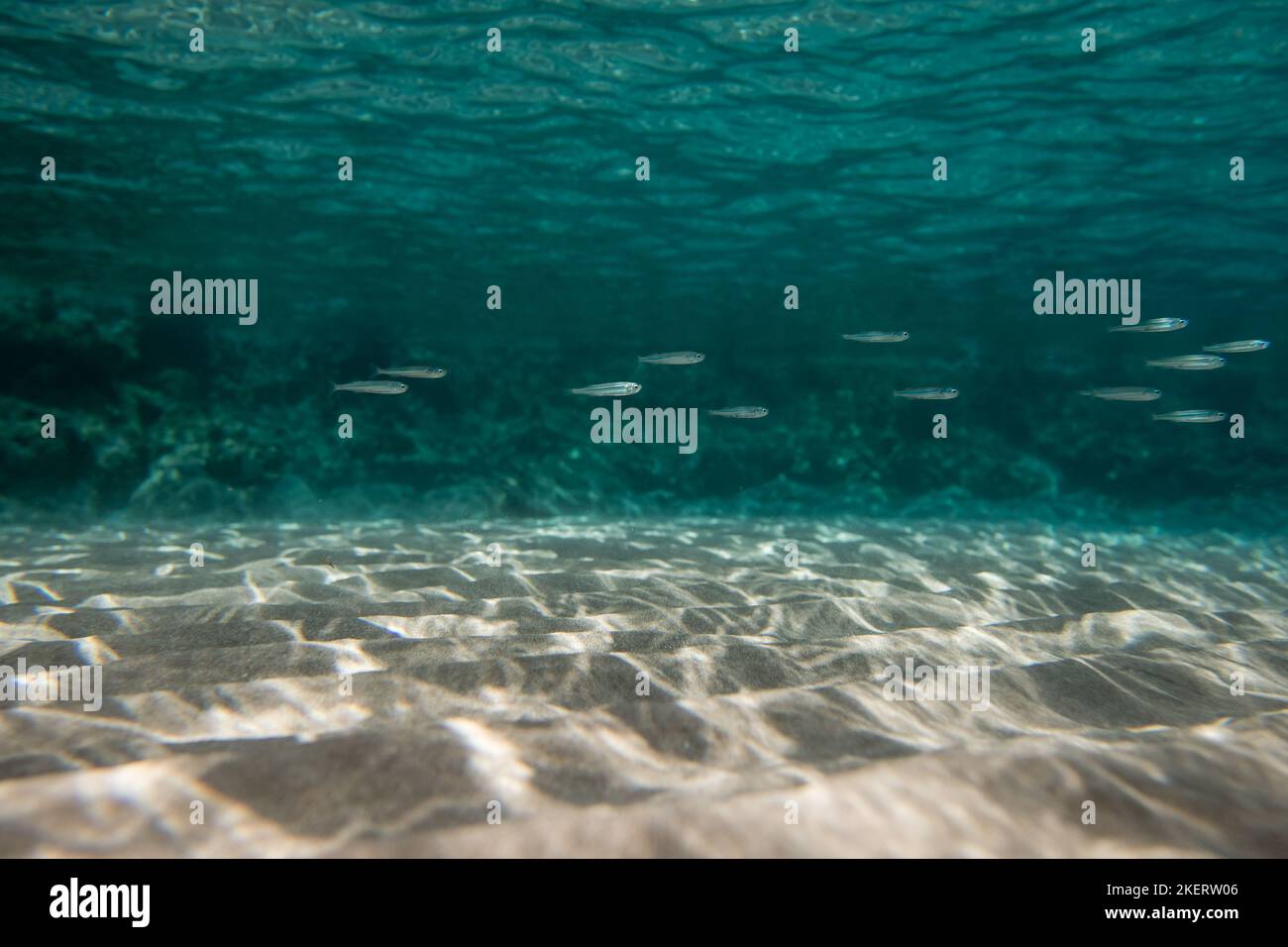 Flock of Mediterranean fish swimming over sea coral reef, on Crete ...