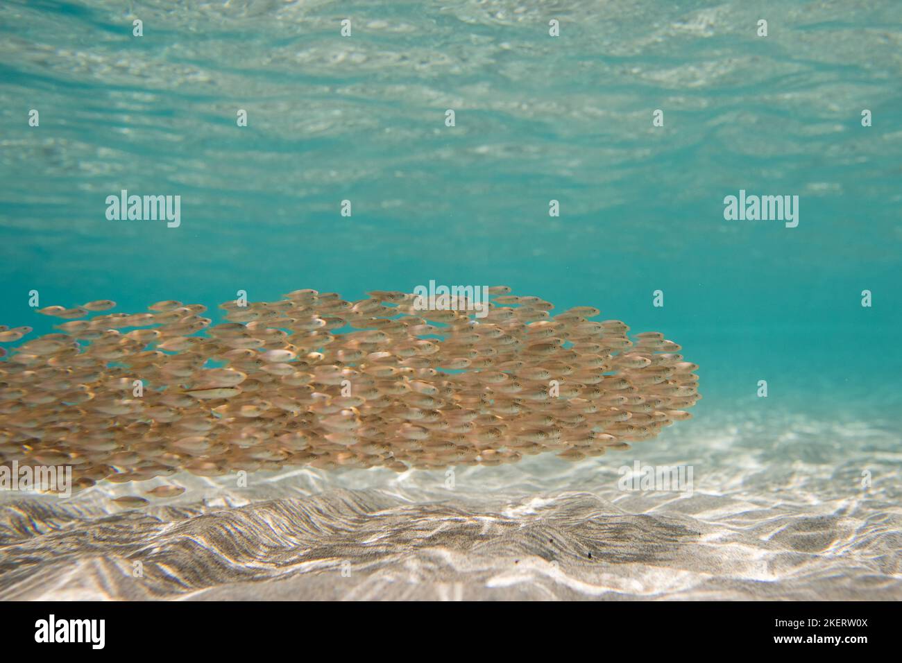 Flock of Mediterranean fish swimming over sea coral reef, on Crete ...