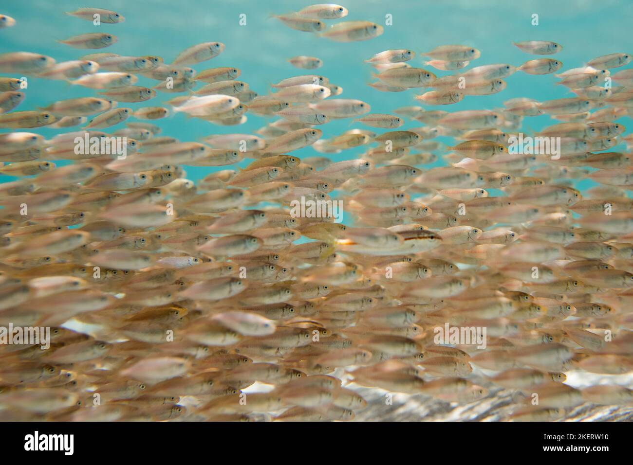 Flock of Mediterranean fish swimming over sea coral reef, on Crete ...