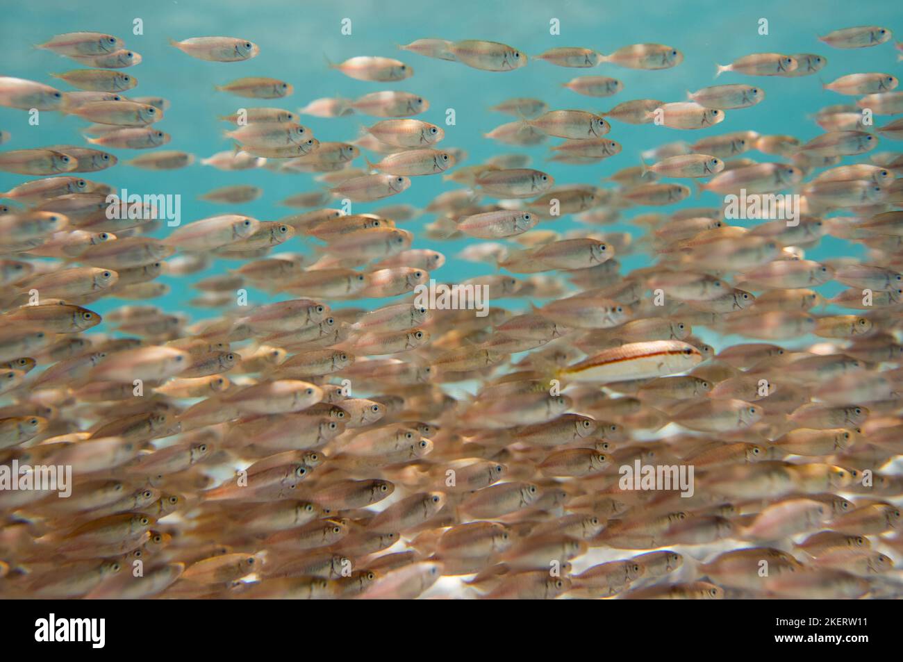 Mediterranean reef fish hi-res stock photography and images - Alamy