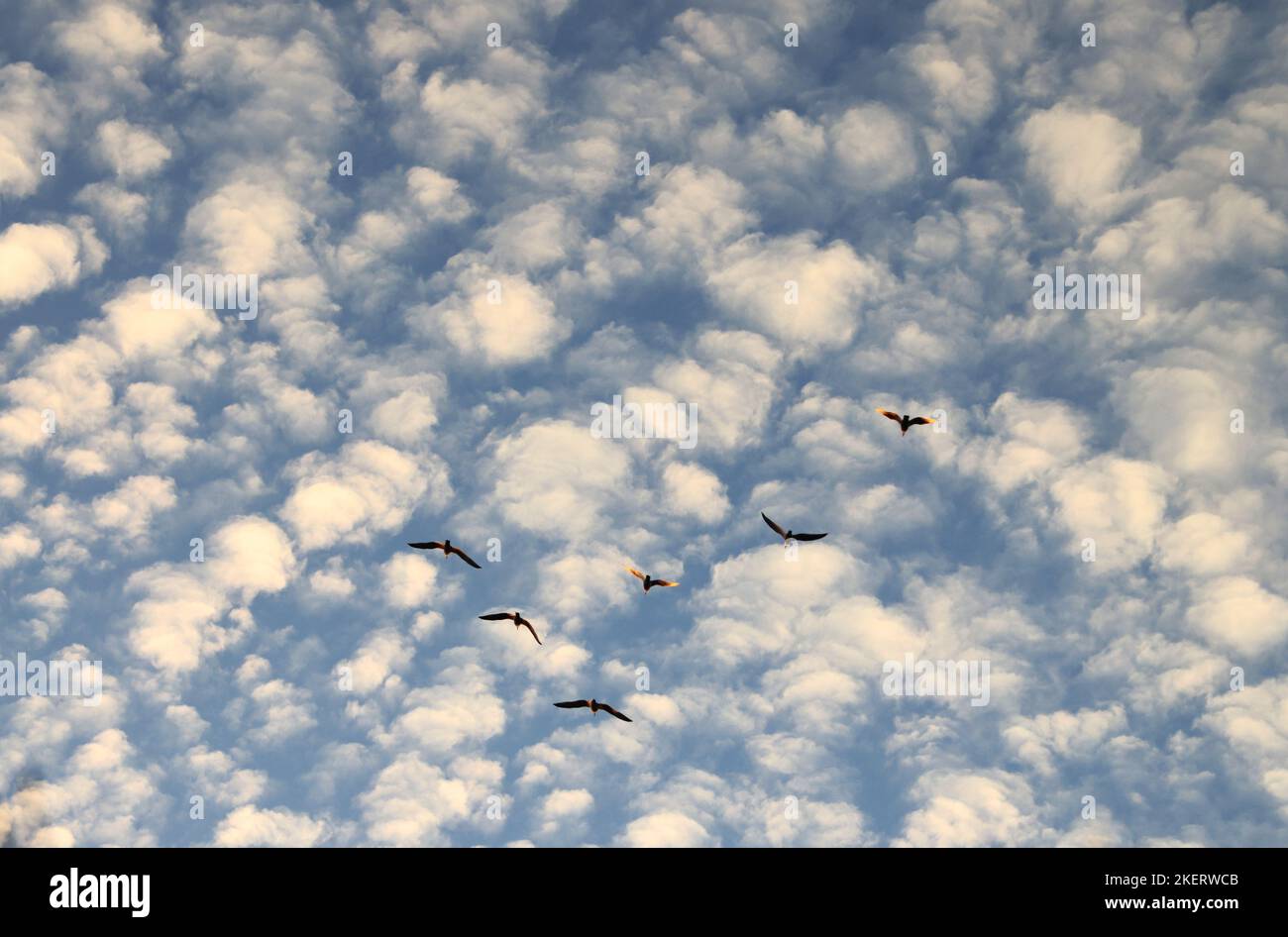 Weather birds hi-res stock photography and images - Alamy