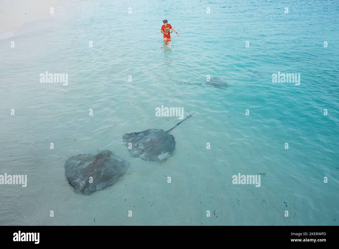 Stingrays on the sand hi-res stock photography and images - Alamy