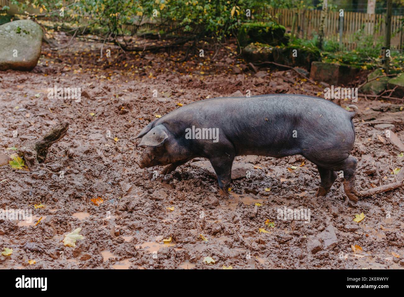 Pig In The Field, Organic Animal Husbandry. Single Pig Playing In The ...