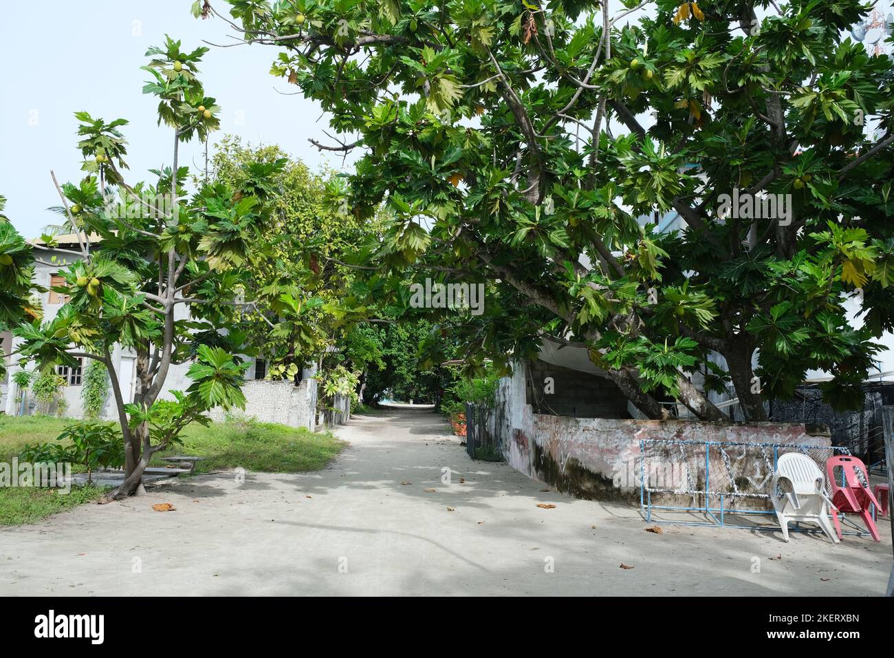 The resident area of Fulidhoo. Fulidhoo is the most northern of the ...