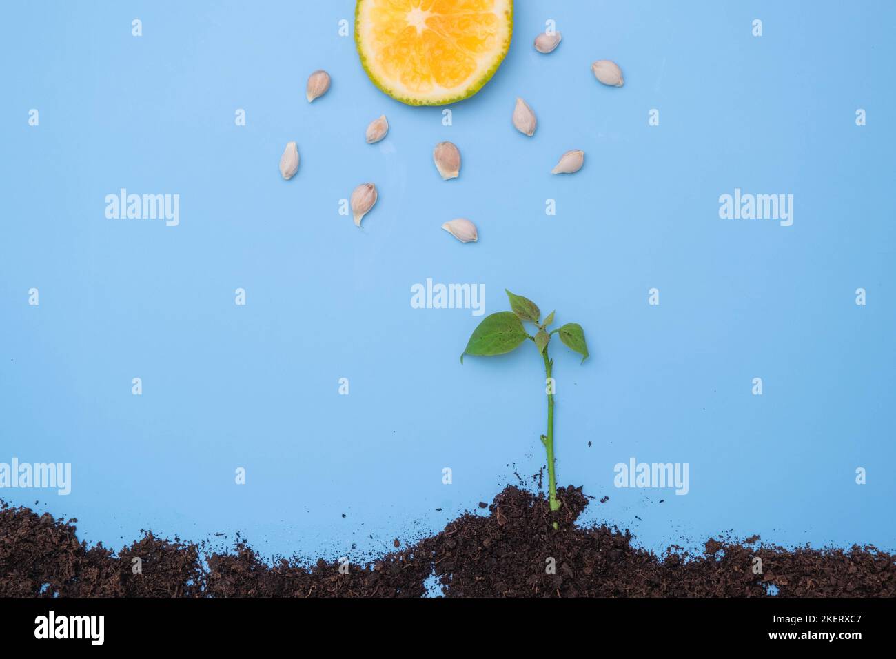 Clouds and rain drops falling on green seedlings. Planting illustration ...