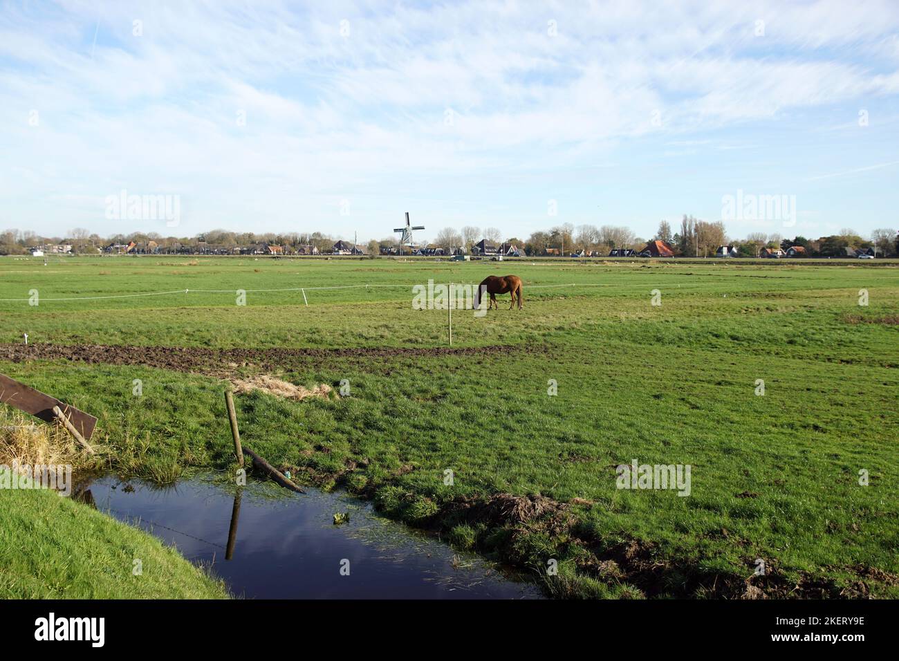 Pasture landscape. Horse in the meadow the North Holland village of ...