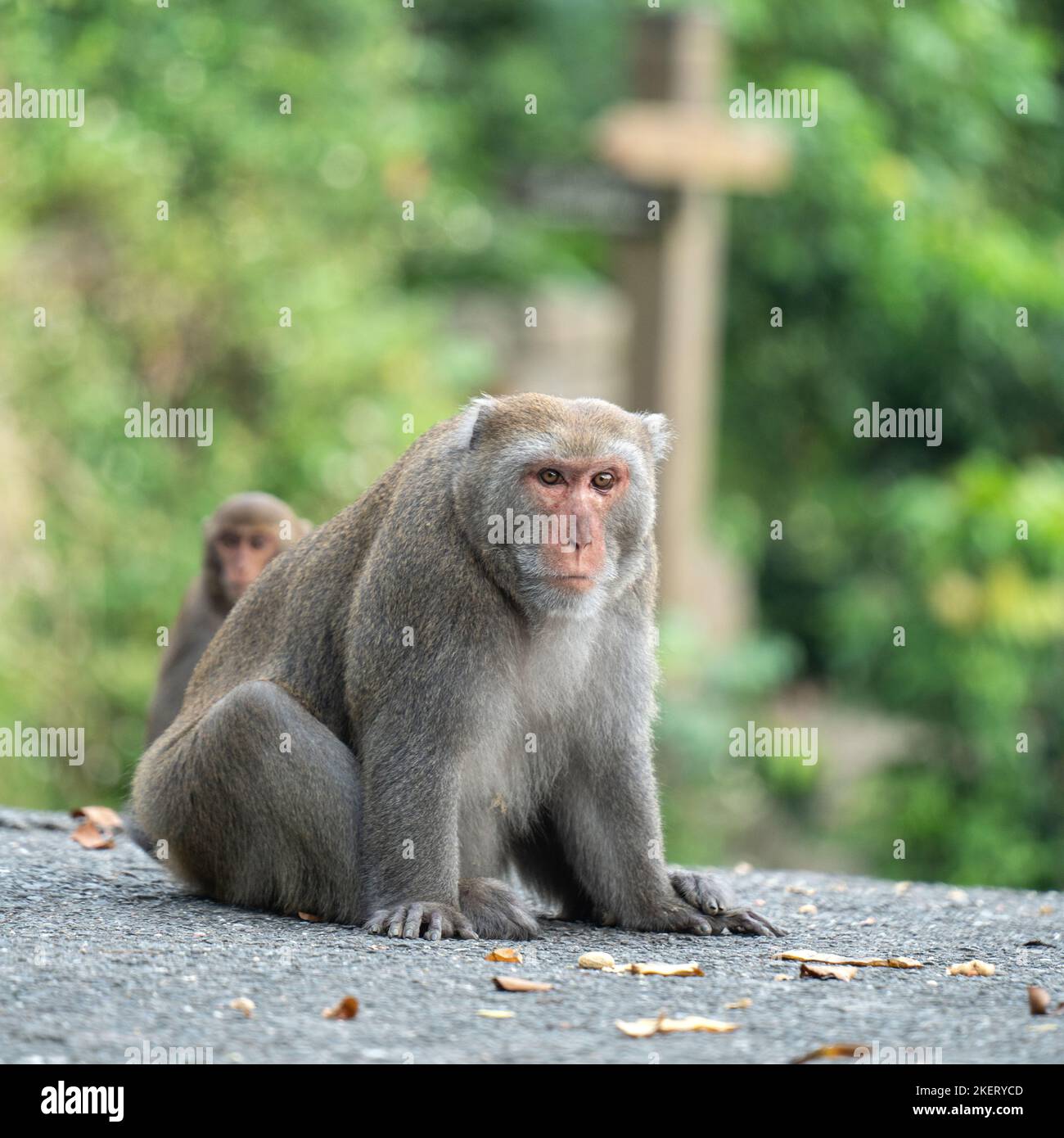 Wild Formosan macaque, Formosan rock monkey also named Taiwanese ...