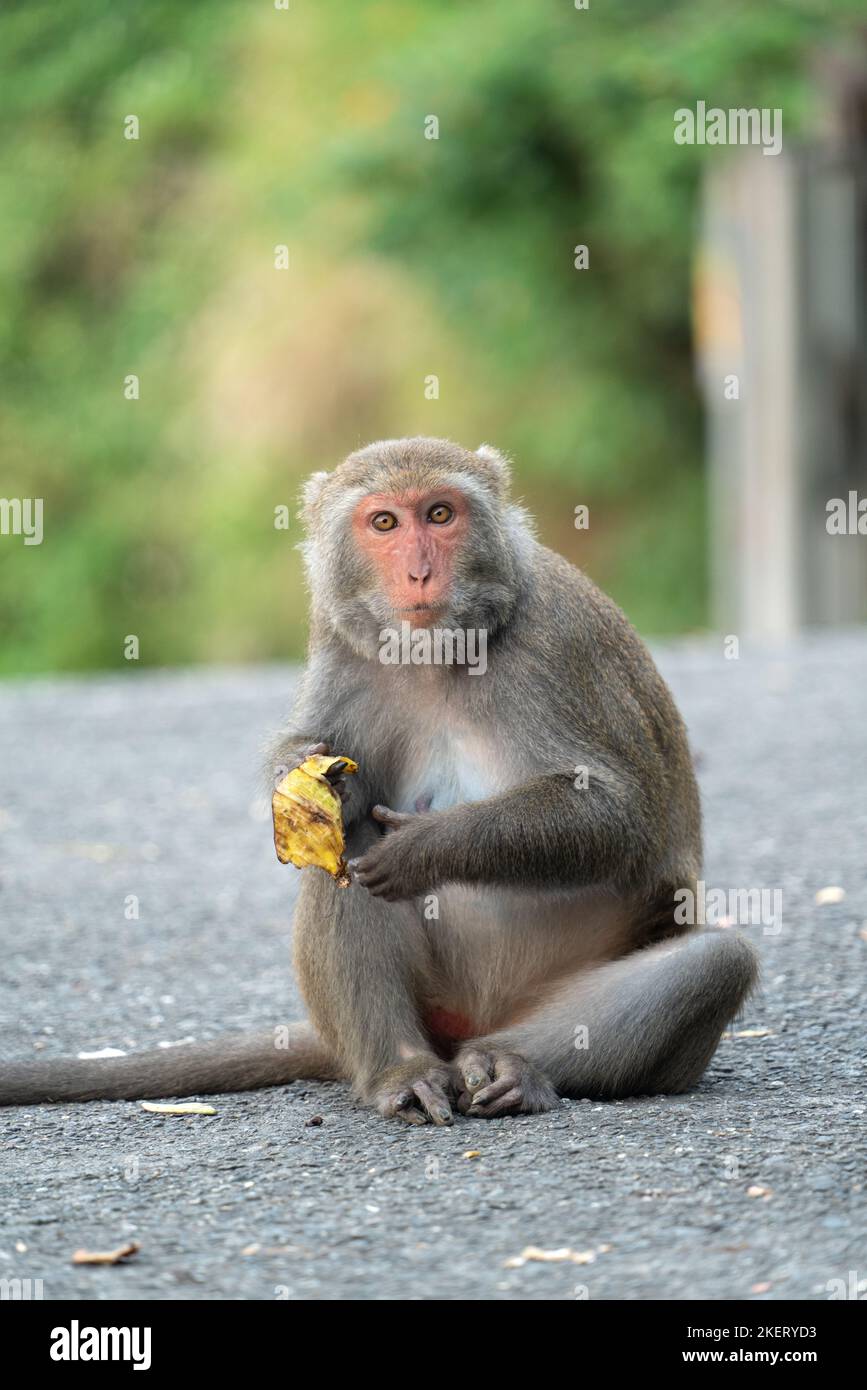 Wild Formosan macaque, Formosan rock monkey also named Taiwanese ...