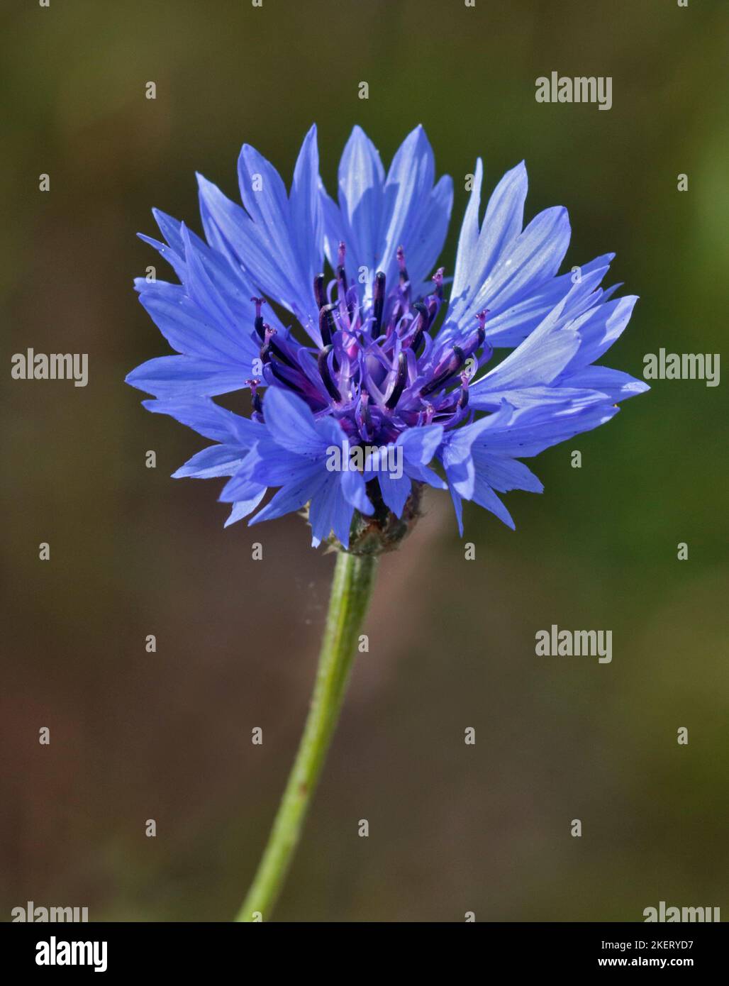 Wild Cornflower (centaurea cyanus Stock Photo - Alamy