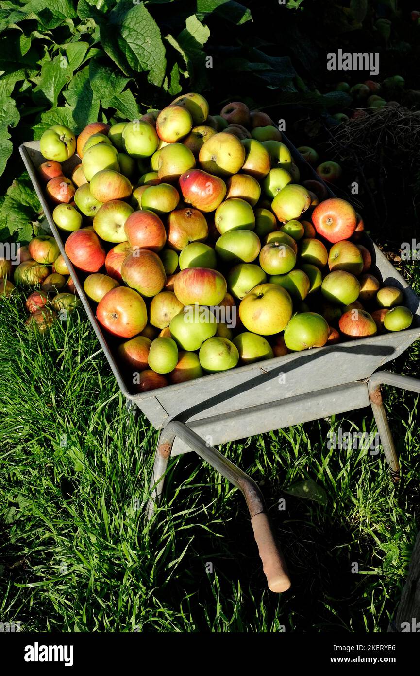 wheelbarrow full of apples in an english garden, norfolk, england Stock ...
