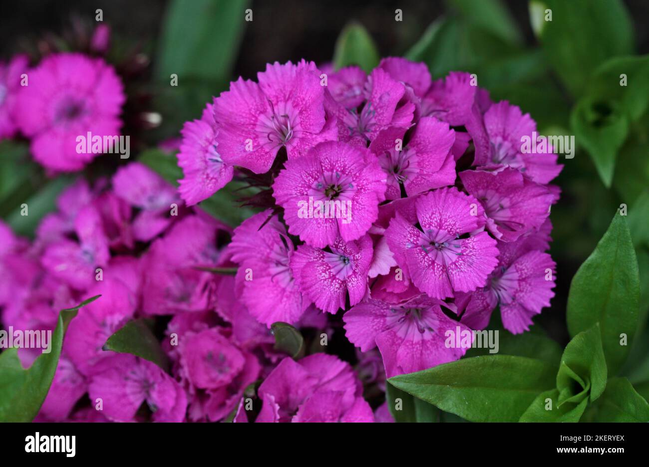 Dianthus Barbarini Lilac Pink (Sweet William Stock Photo - Alamy