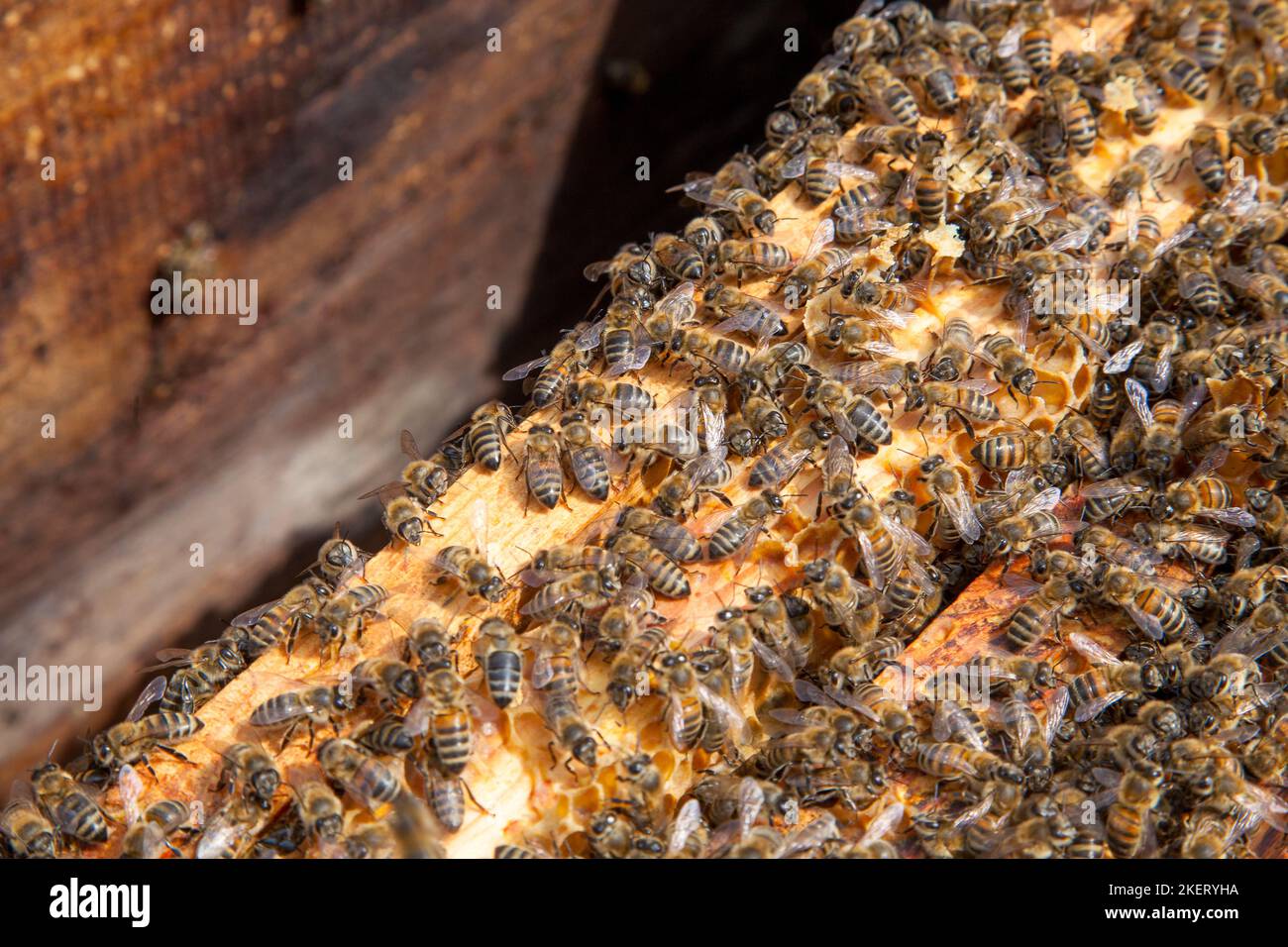 Frames of a beehive. Close up view of the opened hive body showing the ...