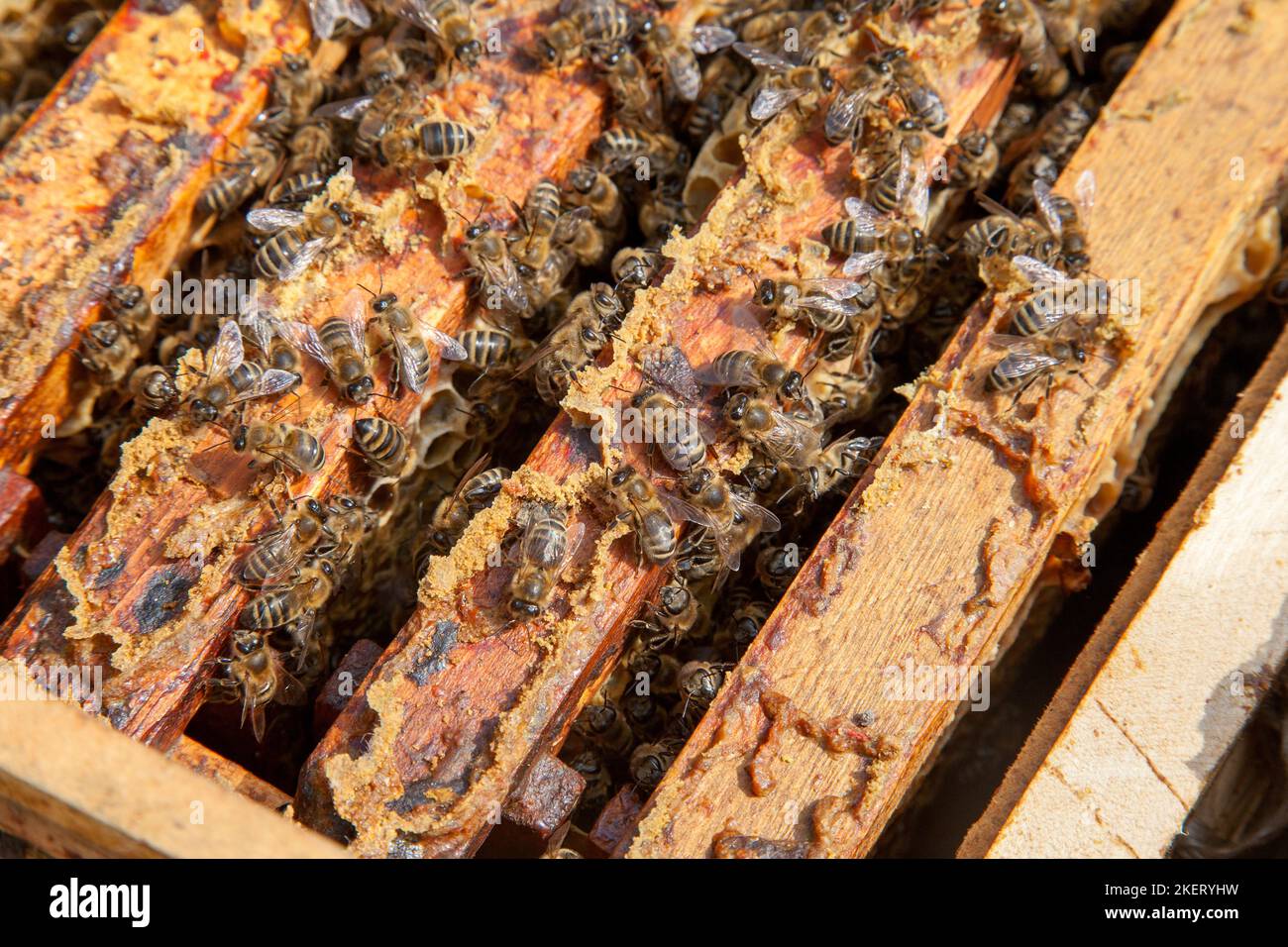 Frames of a beehive. Close up view of the opened hive body showing the ...