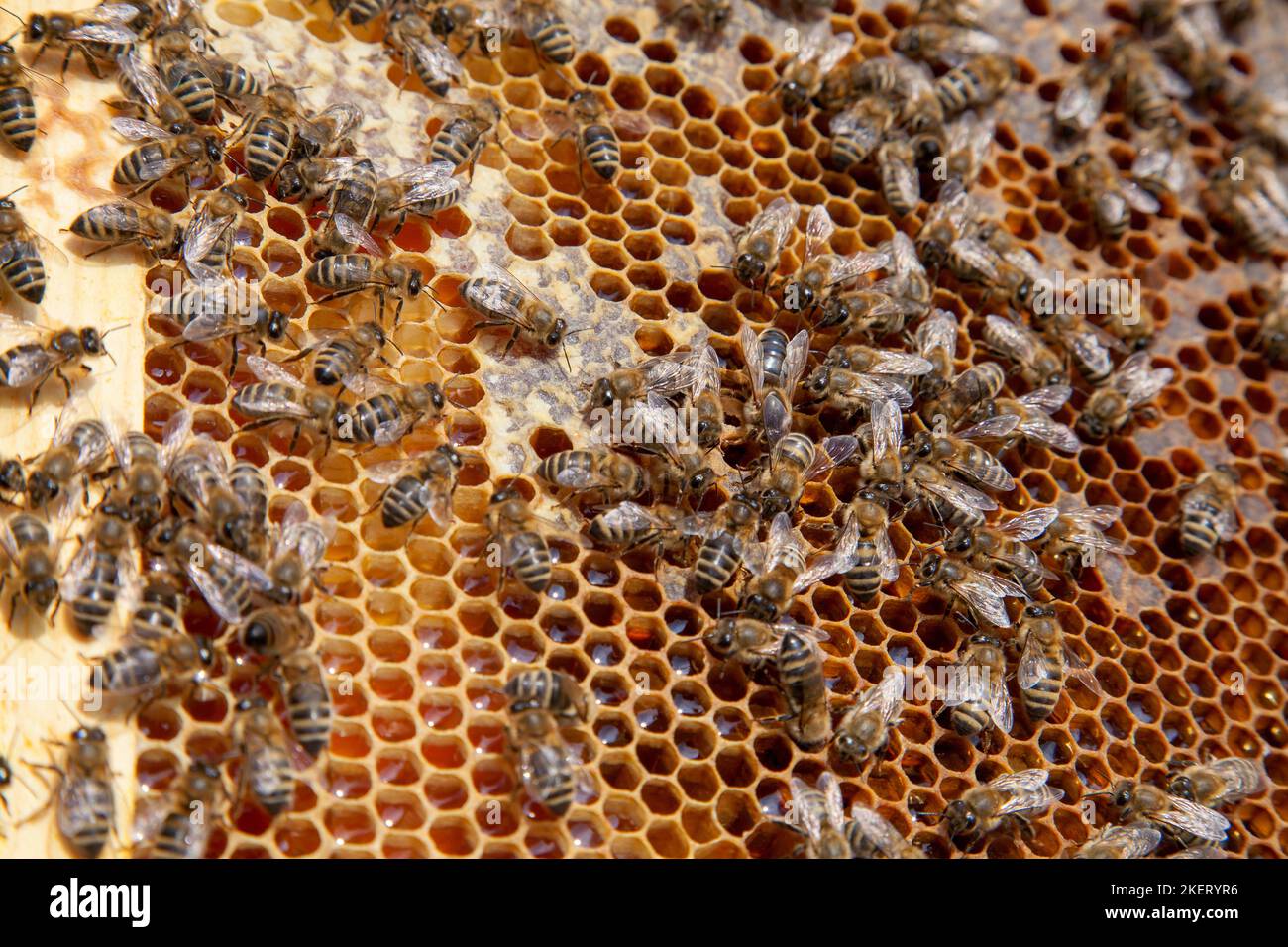 Frames of a beehive. Busy bees inside the hive with open and sealed ...
