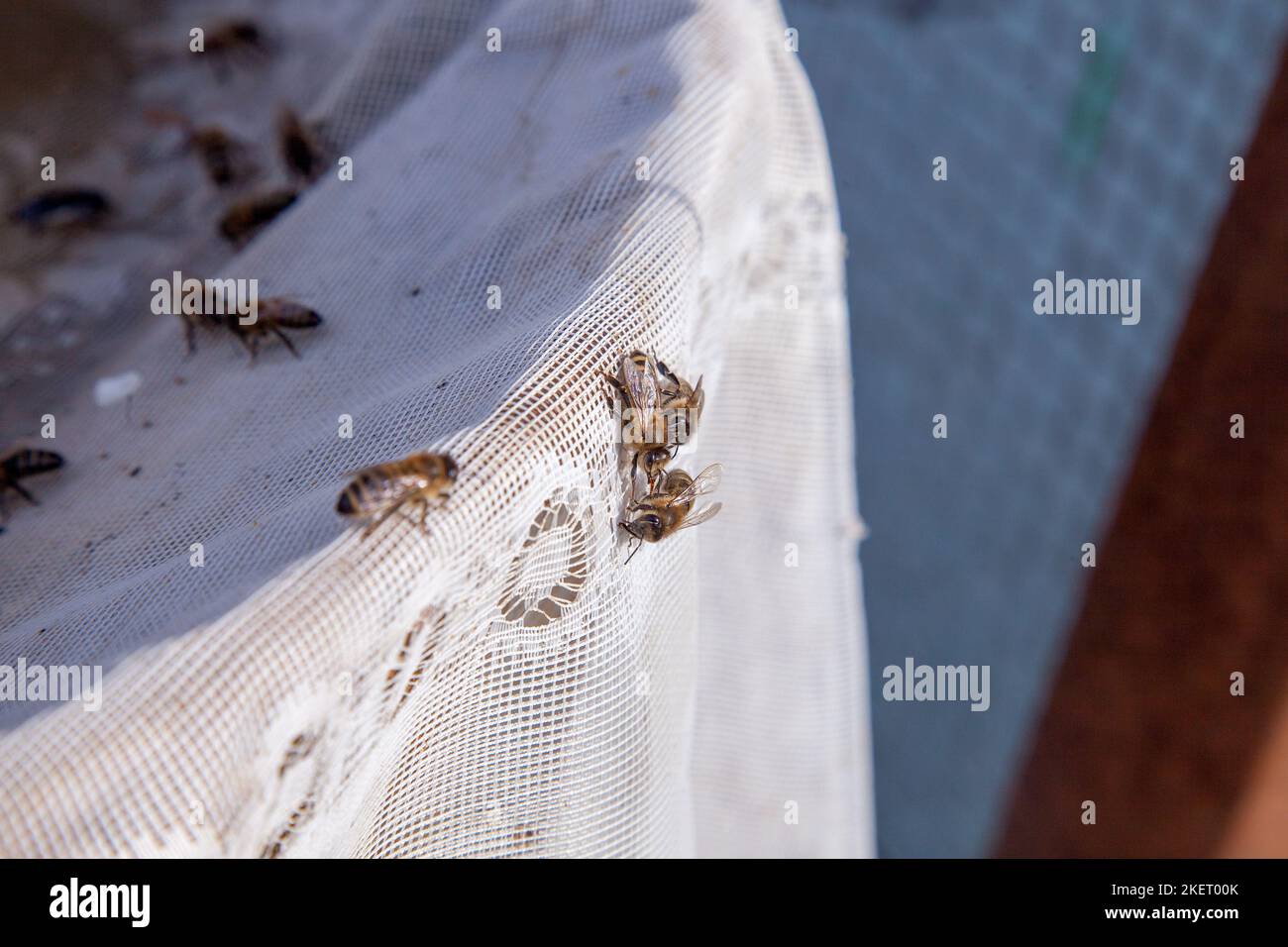 Busy bees, close up view of the working bees. Bees close up showing ...