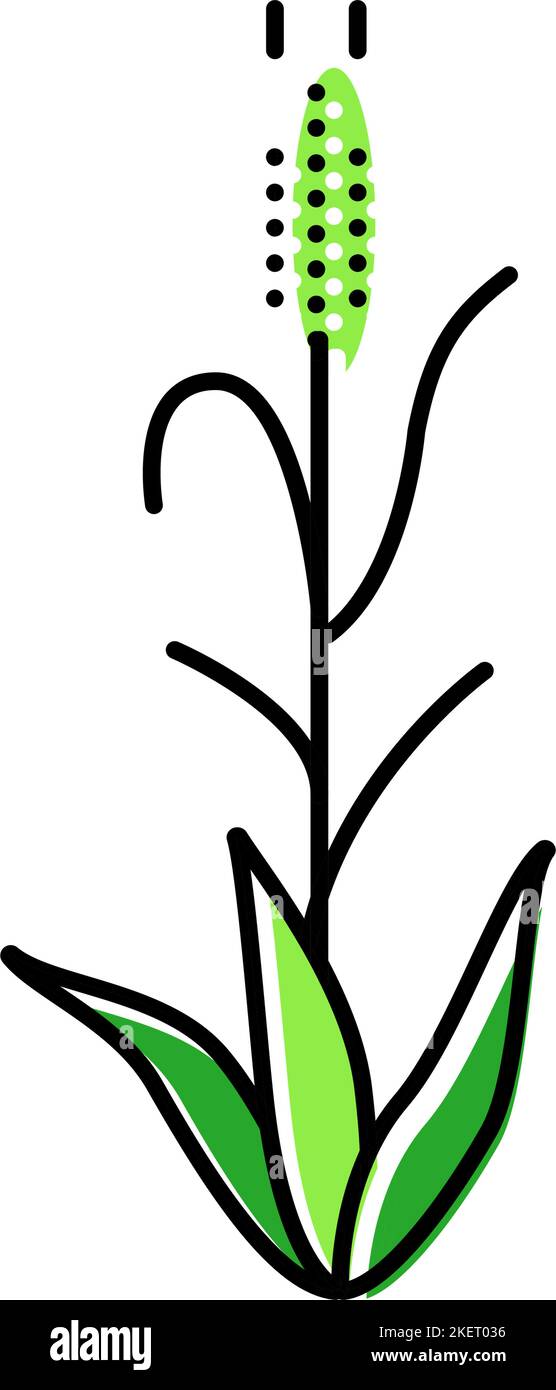 green barley plant color icon vector illustration Stock Vector Image ...