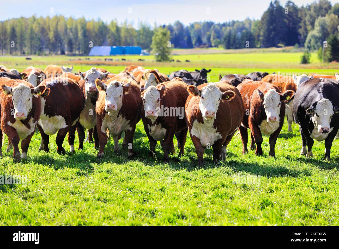 Herd of Hereford cattle grazing in grassy field on a beautiful day. The ...