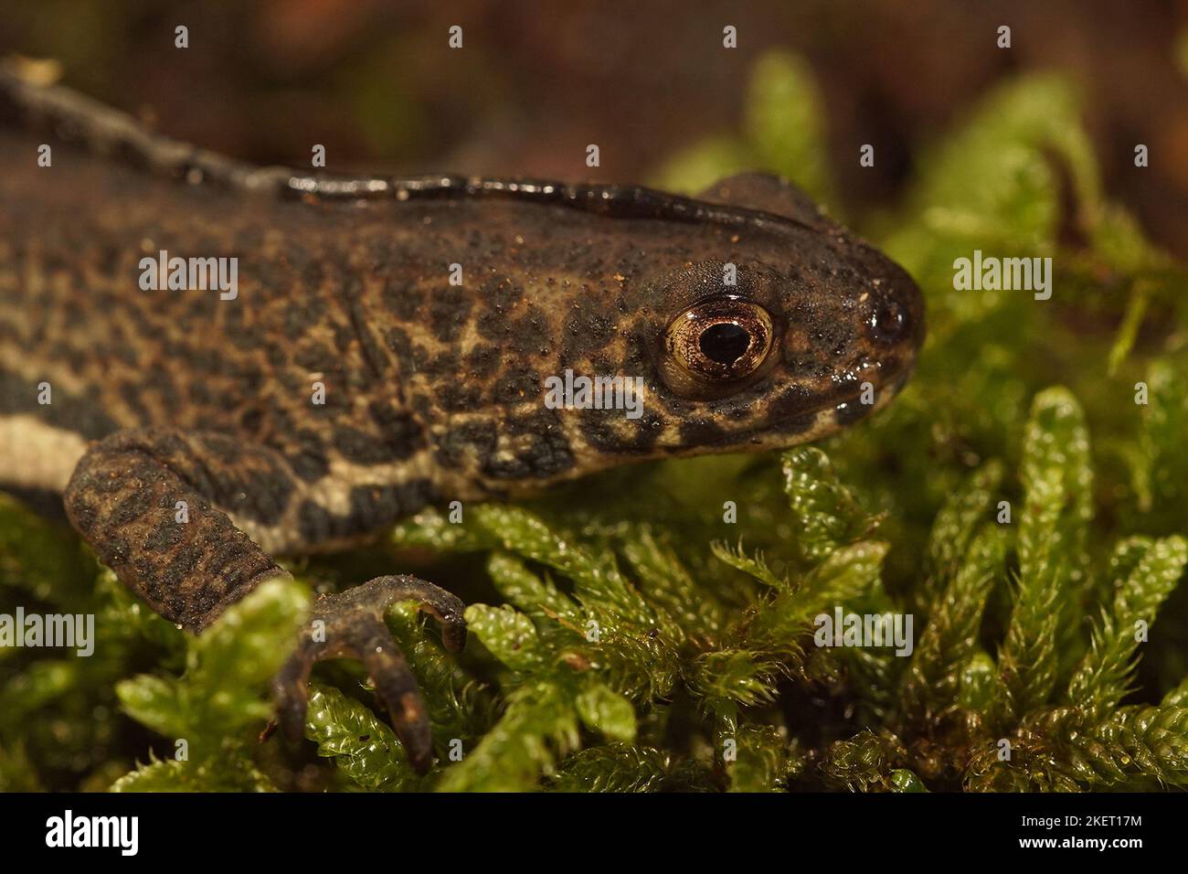 Detailed closeup on the head of a male Northern banded newt ...