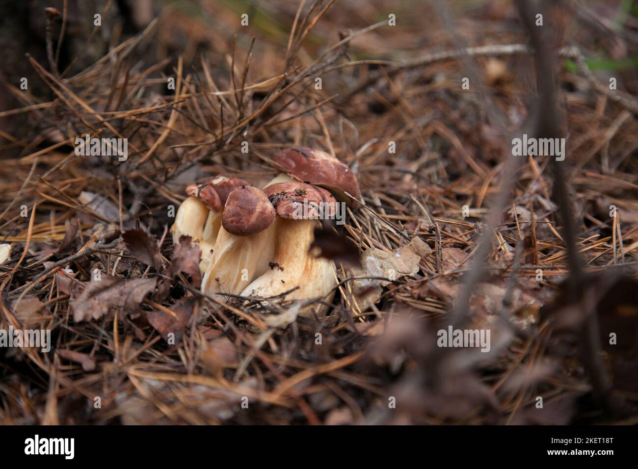 Family of Boletus Badius, Imleria Badia or Bay Bolete growing in an ...