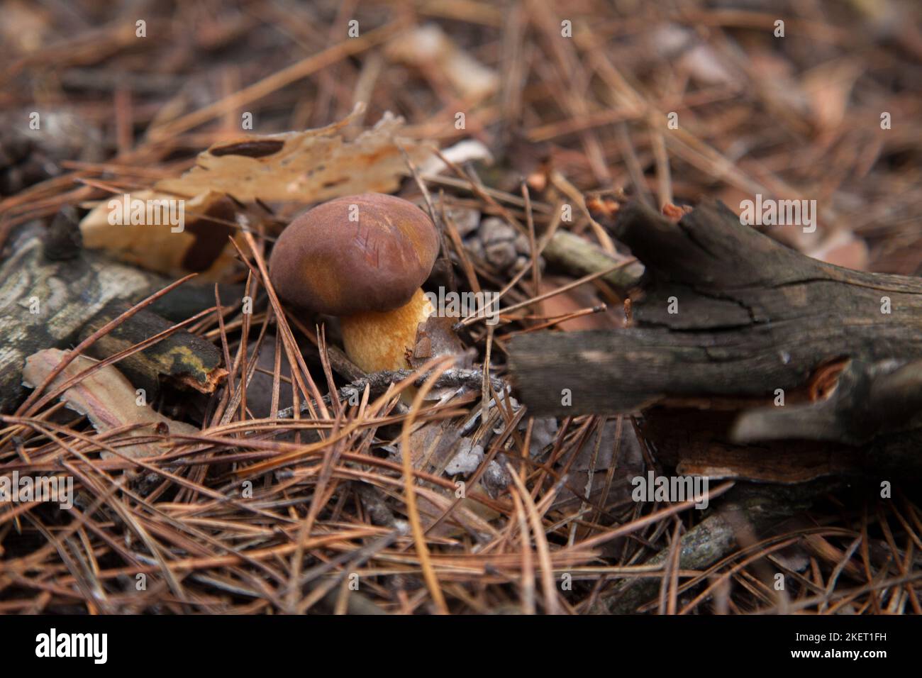 Close up view of boletus badius, imleria badia or bay bolete growing in ...