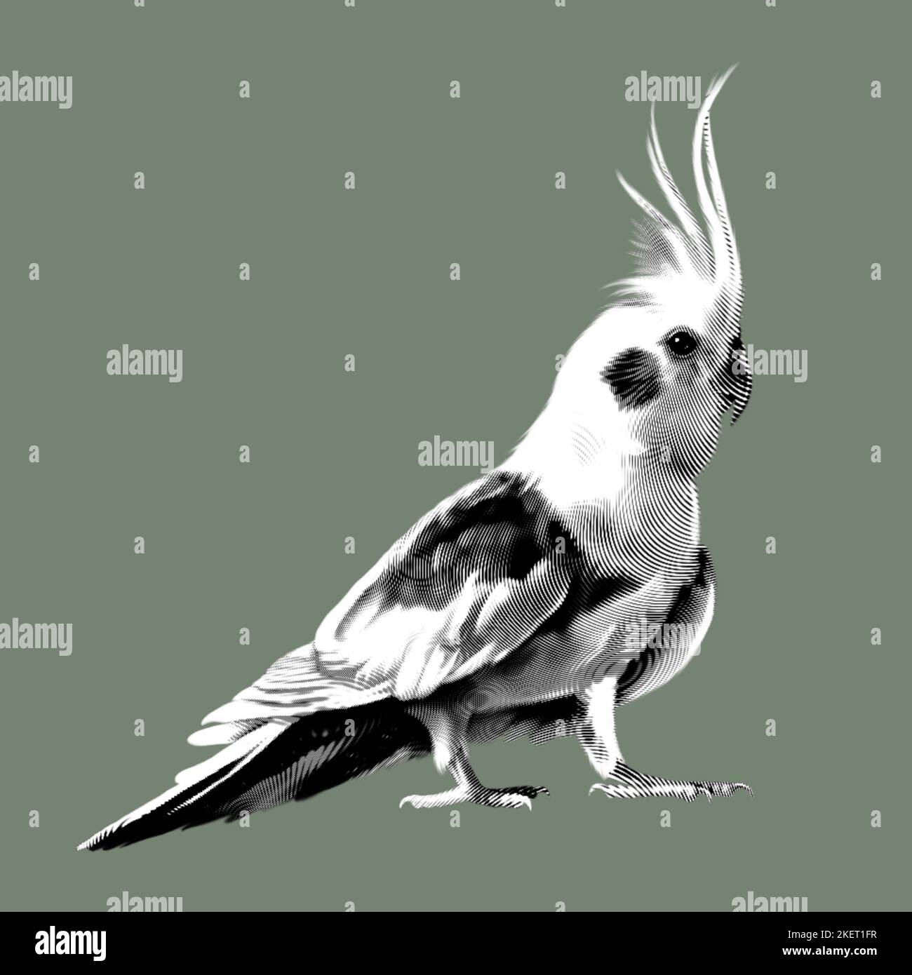 Cockatiel. Cockatoo yellow graphic illustration. Realistic bird ink ...