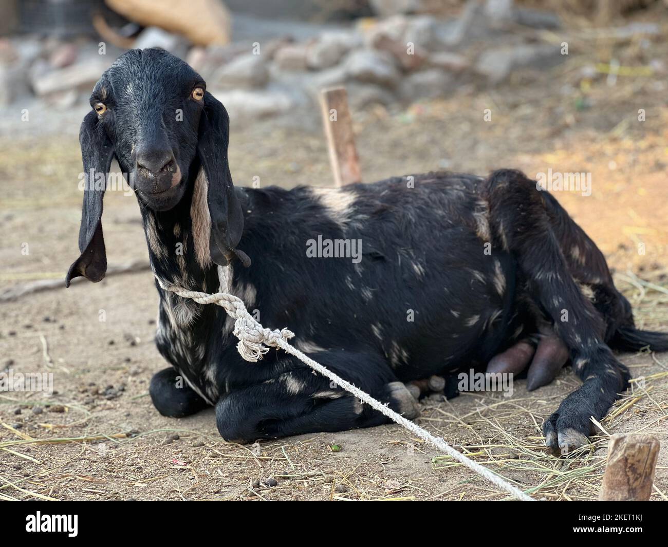 Goat farmer hi-res stock photography and images - Alamy