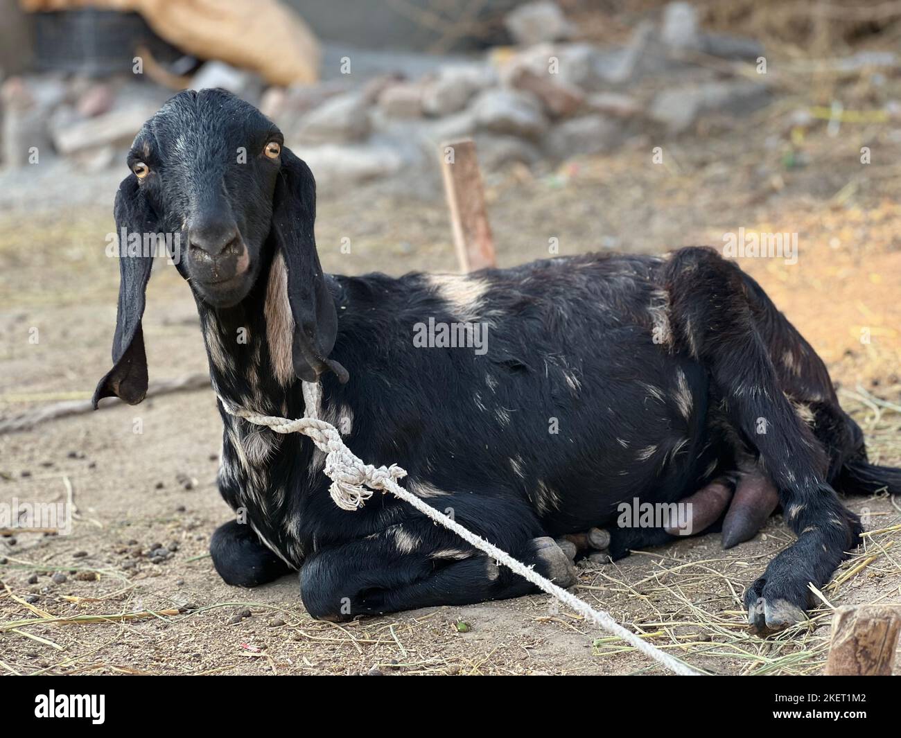 Women with sheep and goat hi-res stock photography and images - Alamy