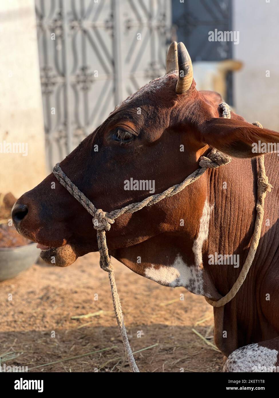 Portrait of a cow Stock Photo - Alamy