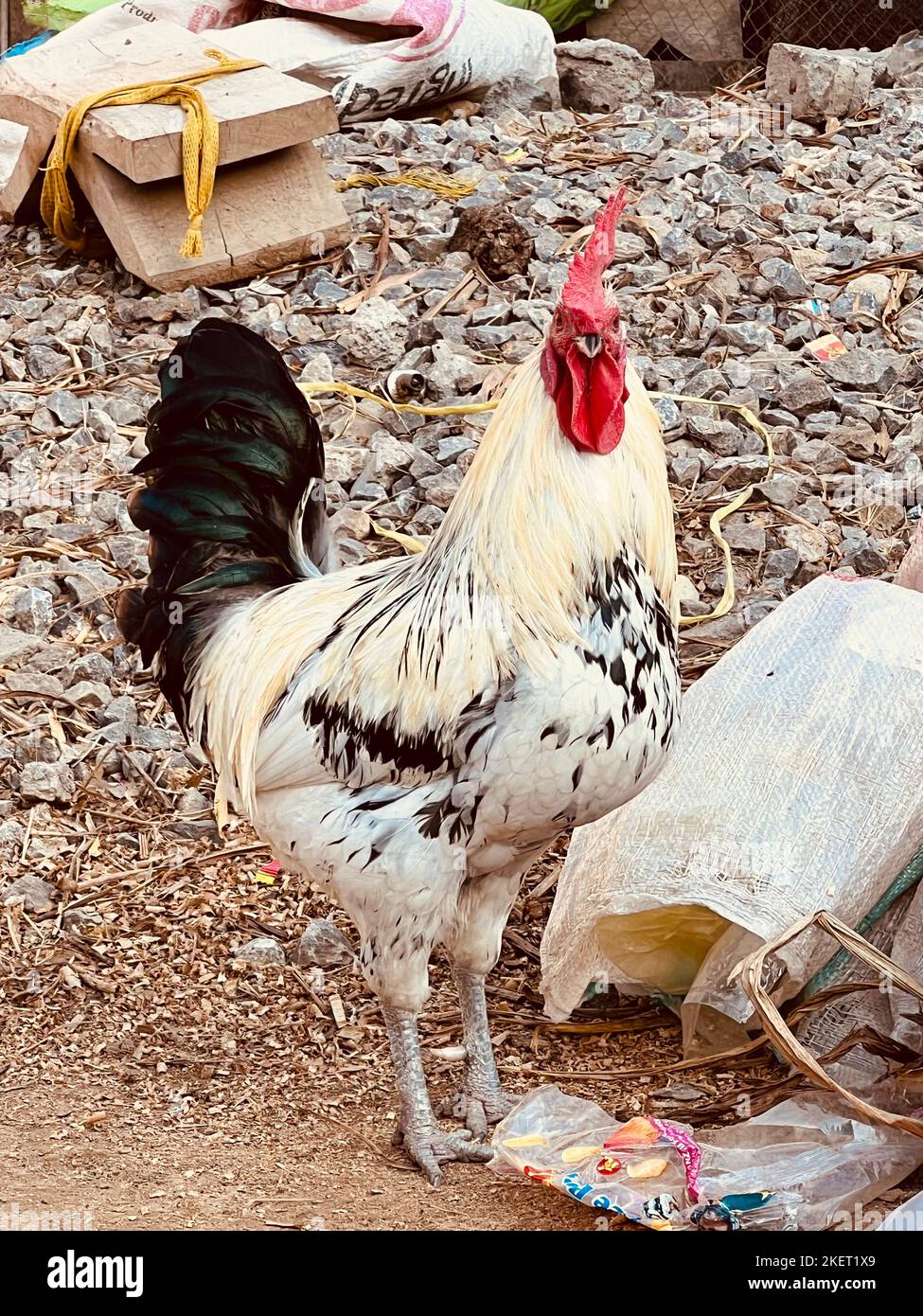 full body of brown chicken hen standing Stock Photo - Alamy