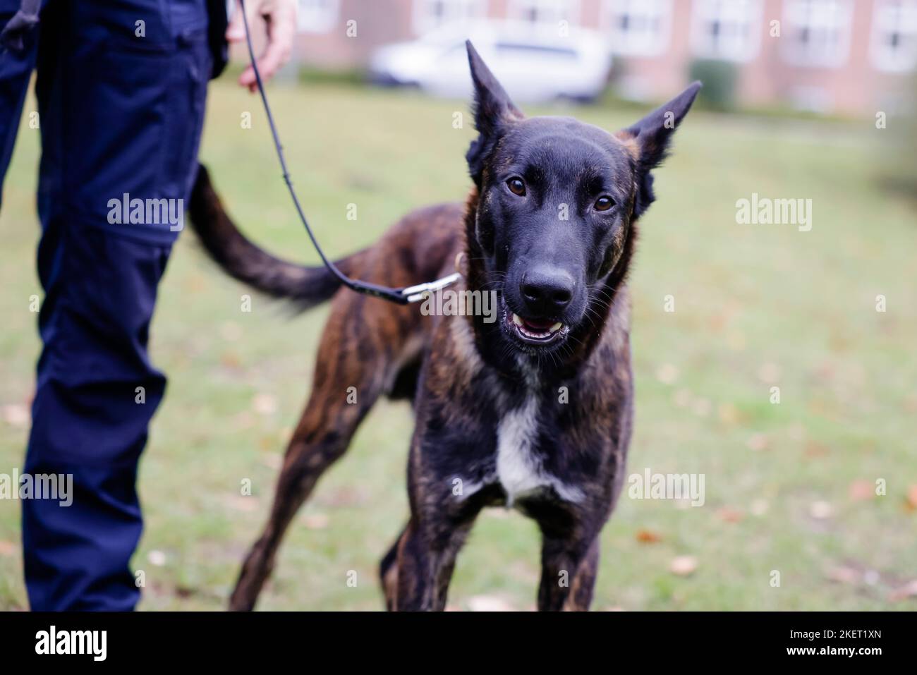 How Long Does It Take To Train A Drug Sniffing Dog
