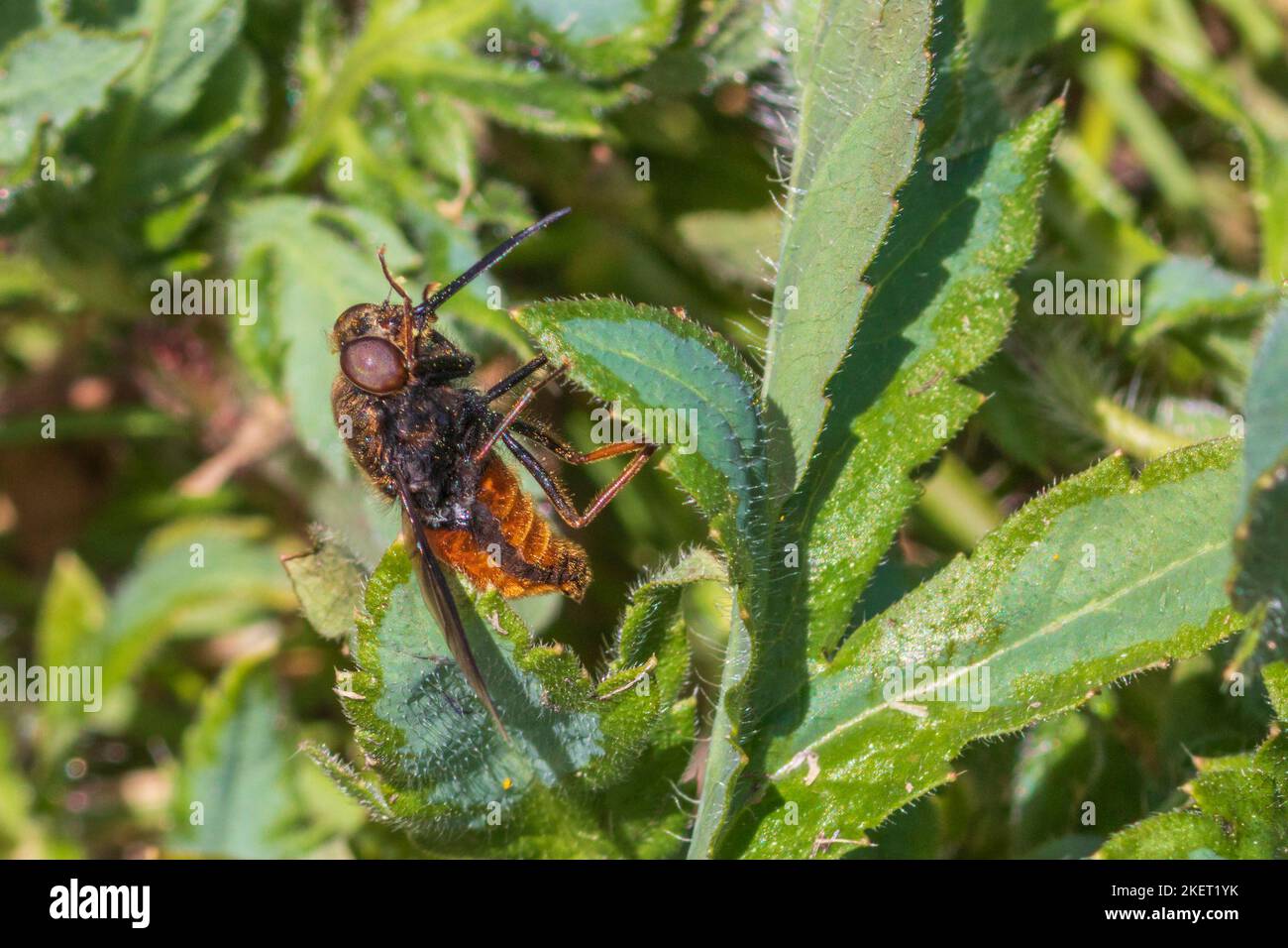 Nemestrinus Perezii, Tangle-veined flies Stock Photo - Alamy