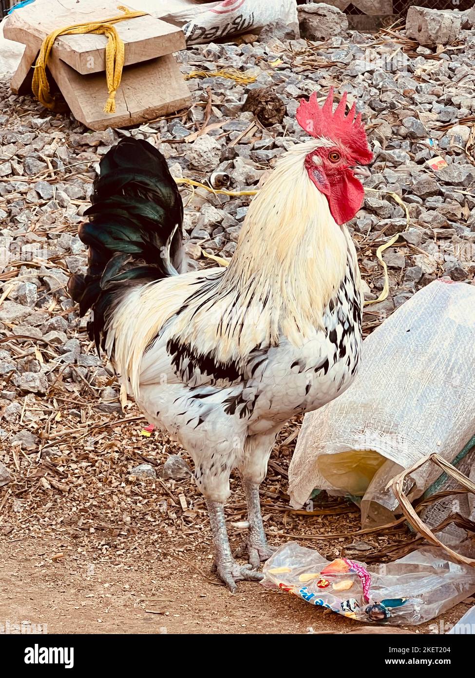 full body of brown chicken hen standing Stock Photo - Alamy