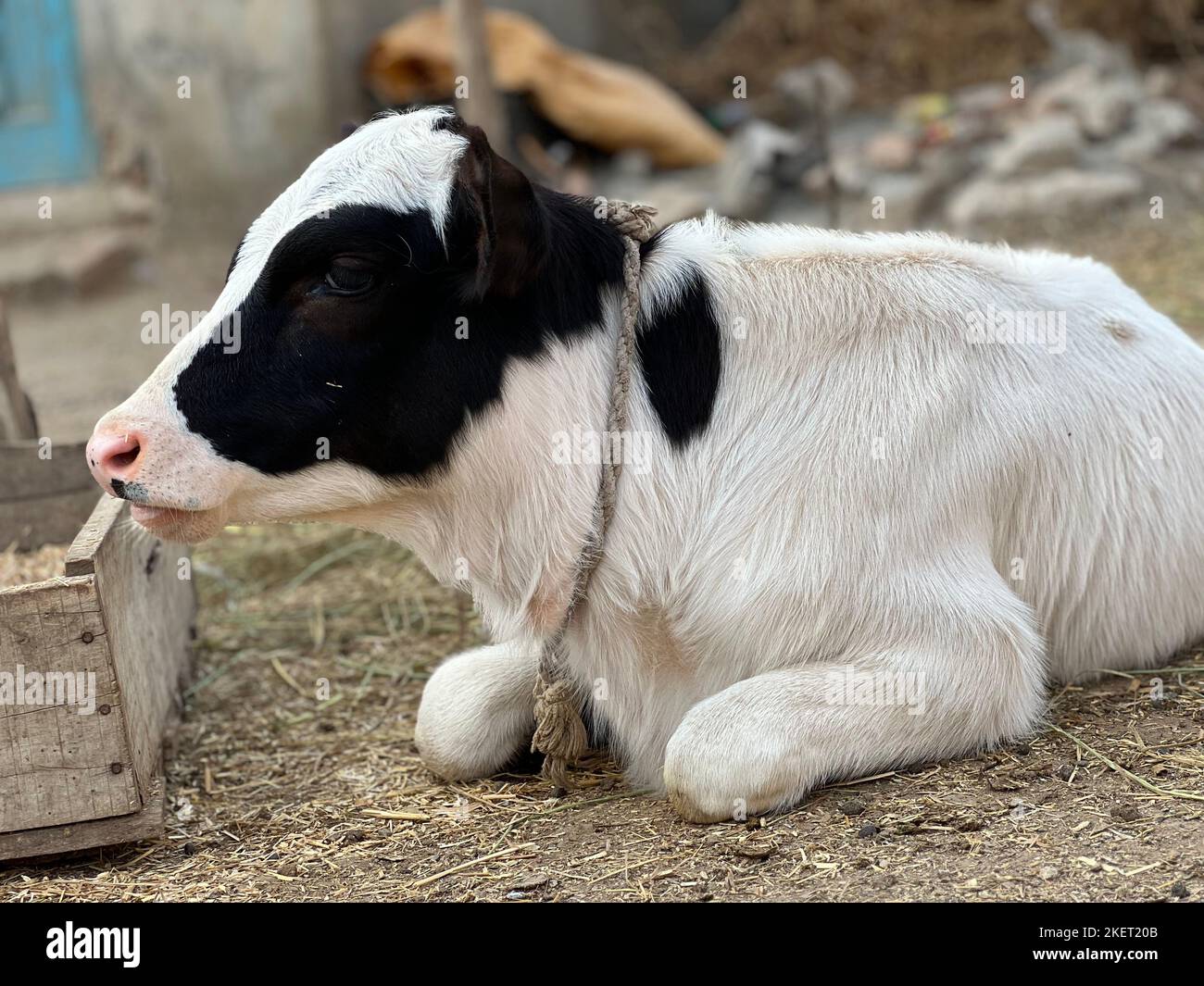 Baby Cow Just Born at Harold Herron blog