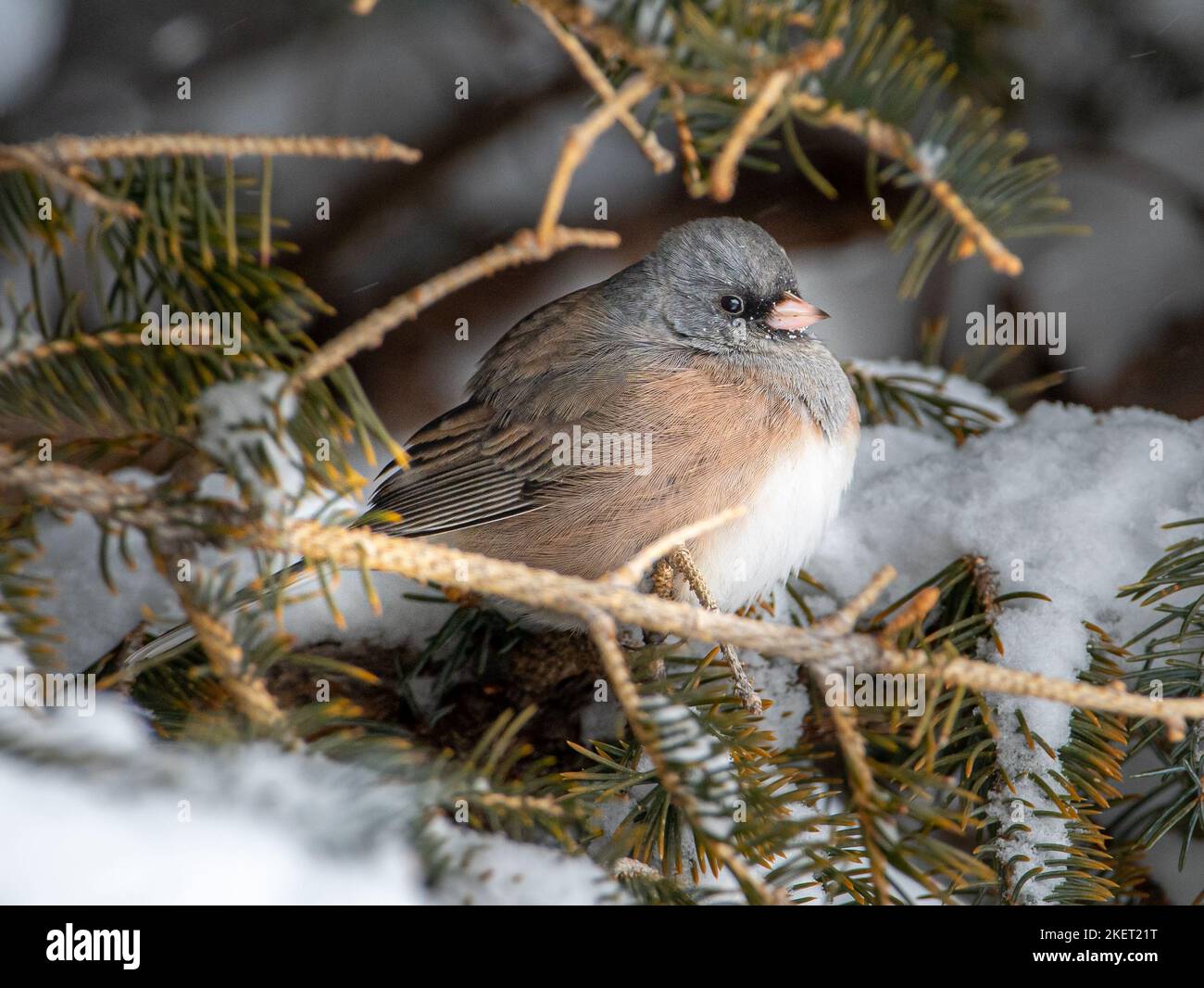 A cute Pink-sided race of the Dark-eyed Junco perches securely amidst ...