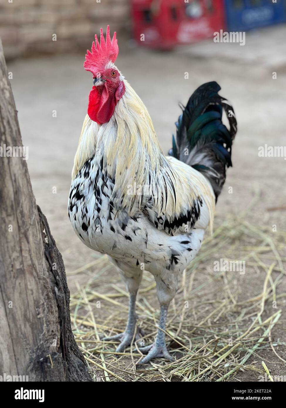 full body of brown chicken hen standing Stock Photo - Alamy