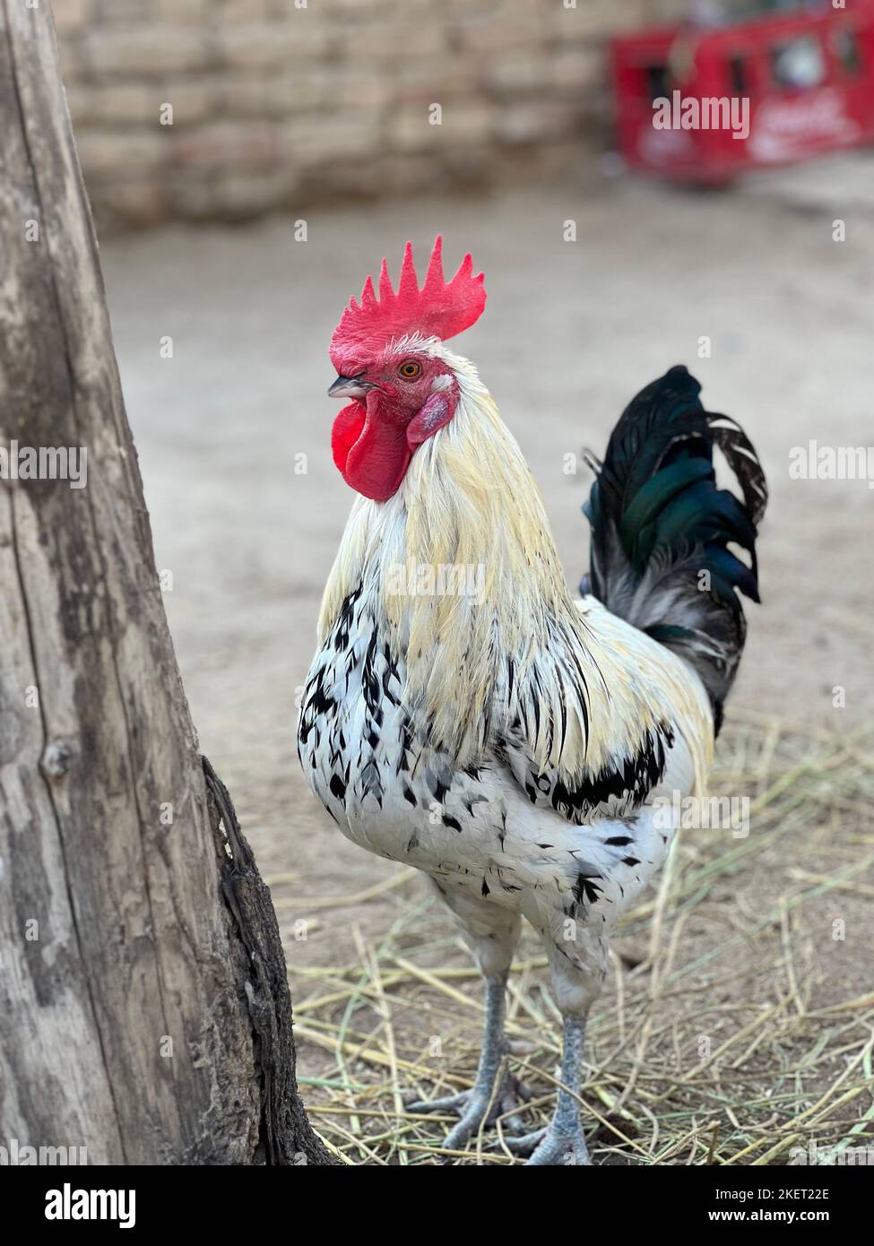 Broiler hen hi-res stock photography and images - Alamy