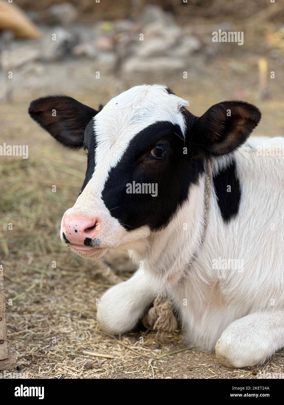 Young new born calf baby of a cow Stock Photo - Alamy