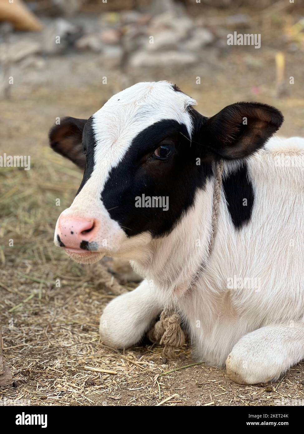 Holstein cow newborn calf hi-res stock photography and images - Alamy