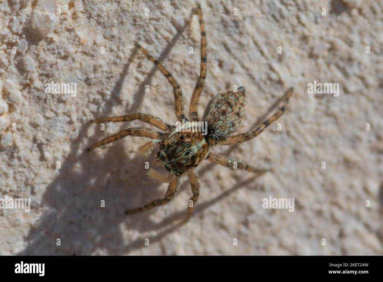 Wall jumping spiders hi-res stock photography and images - Alamy