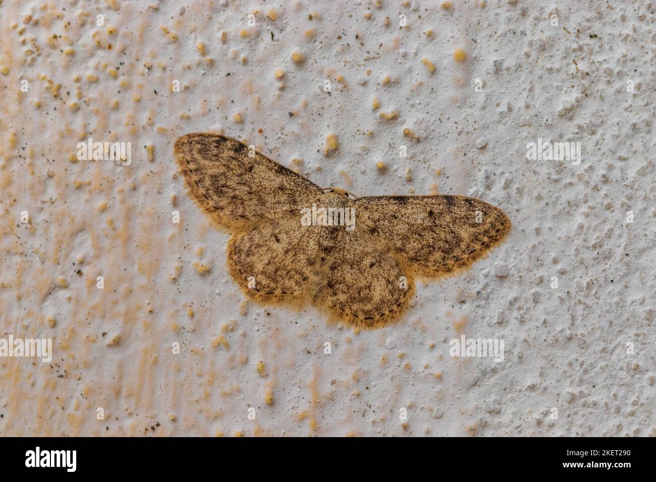 Idaea seriata, Small Dusty Wave Moth with copy space and a Natural ...