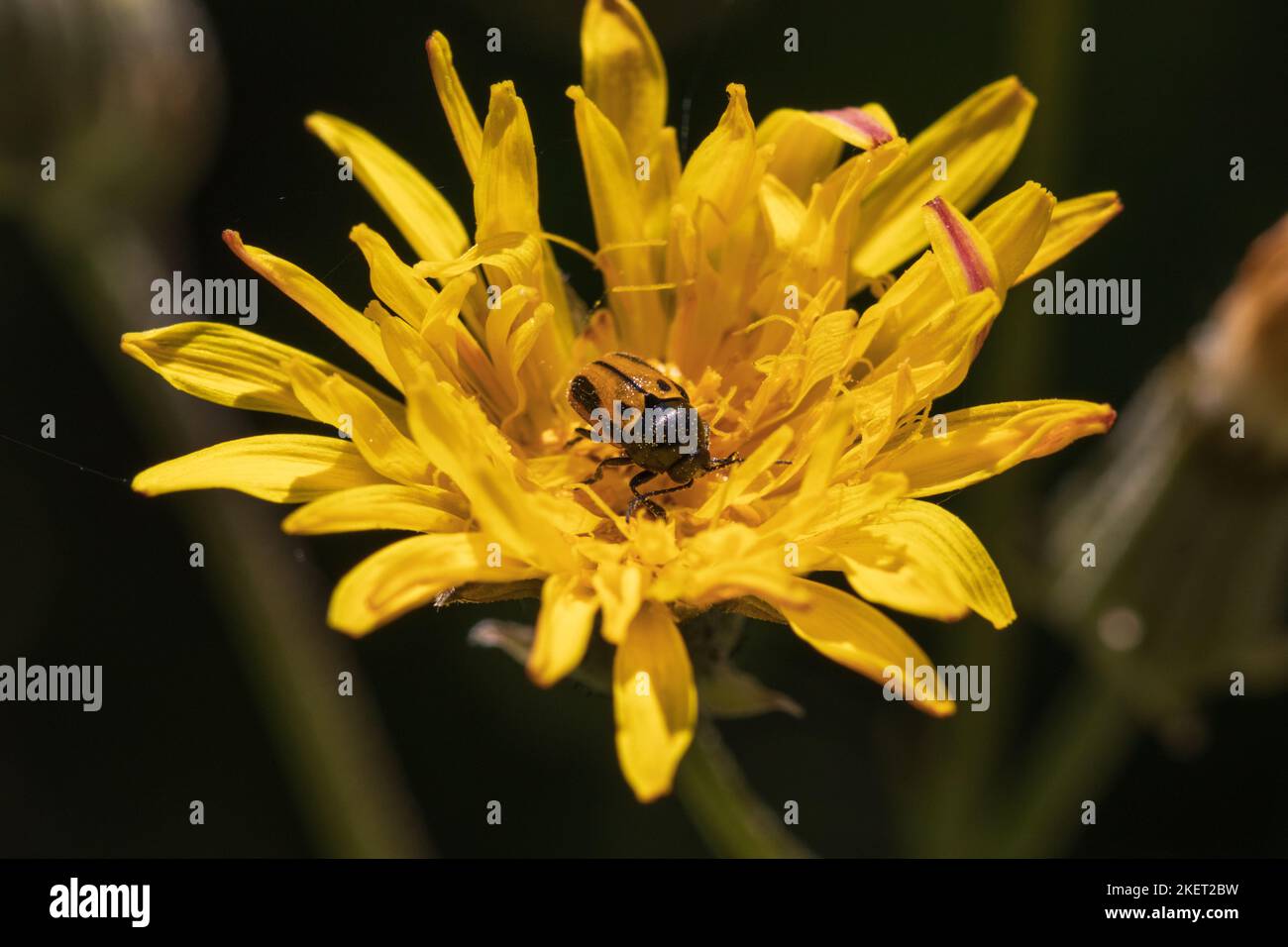 Cryptocephalus rugicollis, Leaf Beetle Stock Photo - Alamy