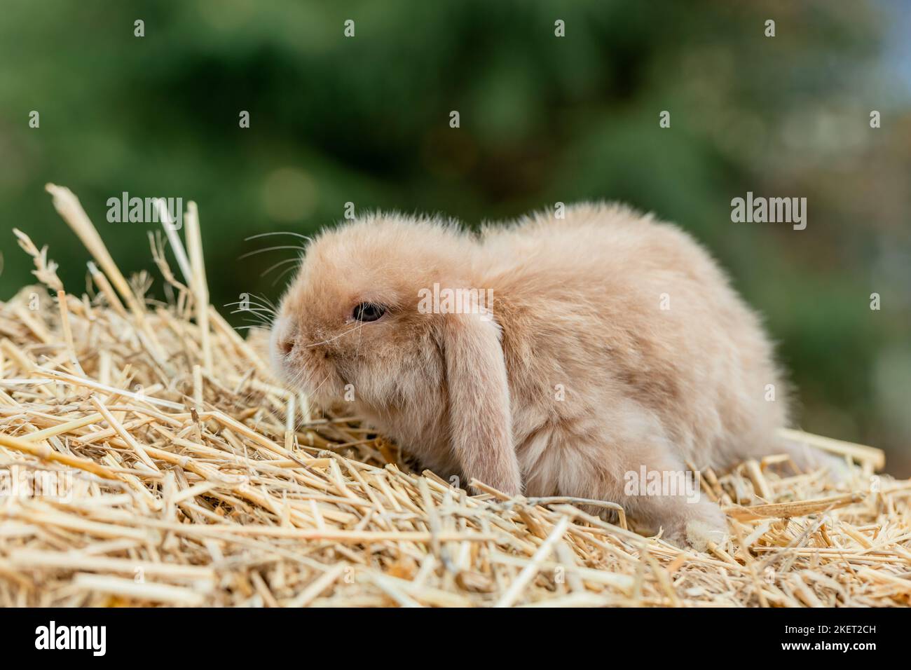 Fluffy fox rabbit sits on golden hay Stock Photo - Alamy