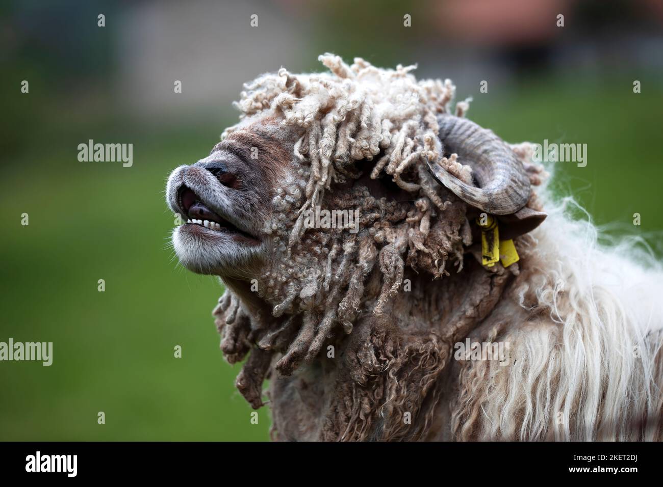 latxa sheep, breed from the basque country, used in livestock breeding ...