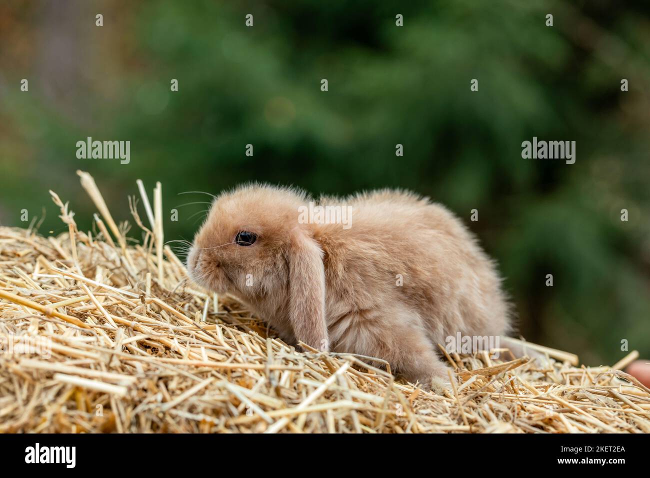 Fluffy fox rabbit sits on golden hay Stock Photo - Alamy
