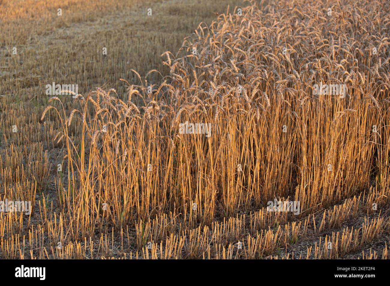 Close up of ripe wheat ears. Beautiful backdrop of ripening ears of ...